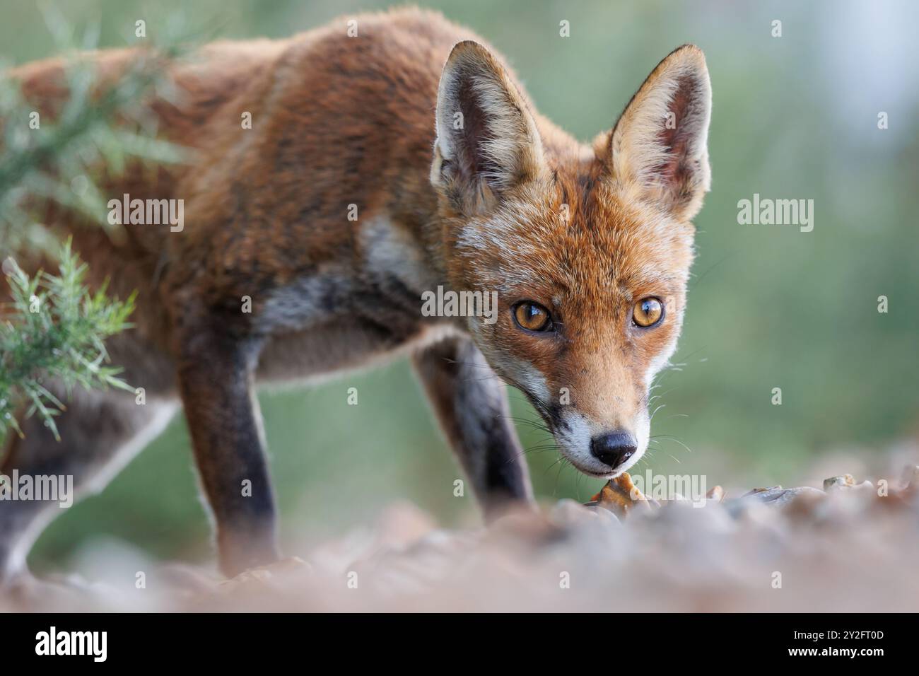 Urban town wildlife hi-res stock photography and images - Alamy