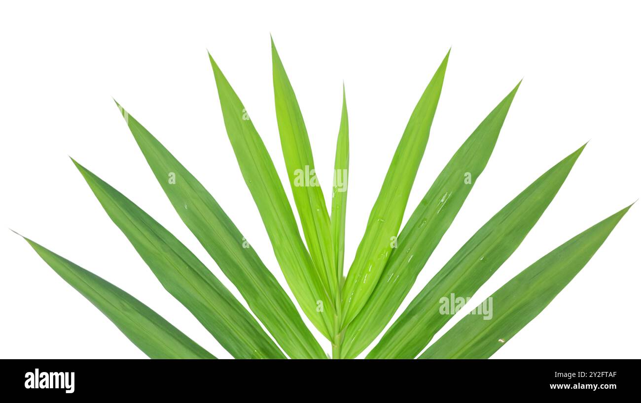 Cut out image of green ginger leaf with clipping paths, placed against ...