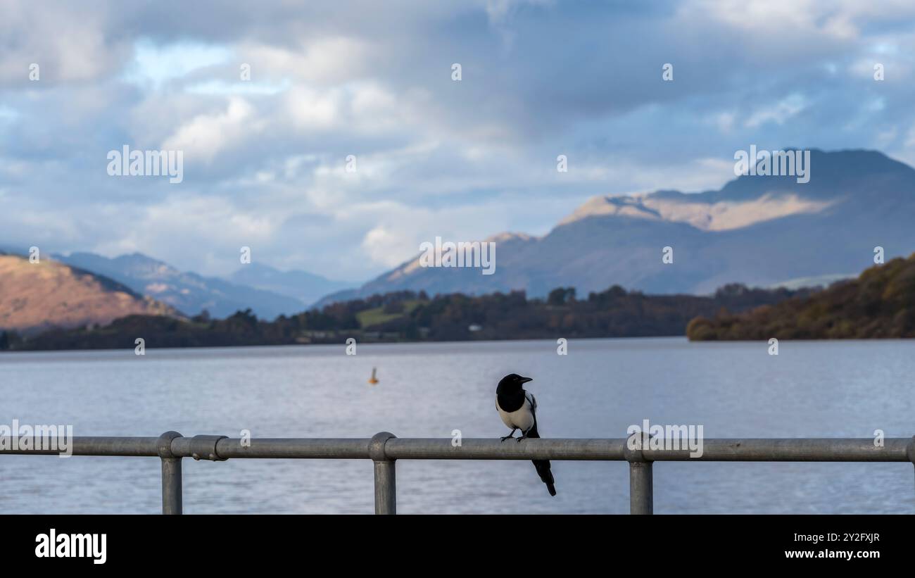 Bird stand on pole at Loch Lomond, Scotland Stock Photo - Alamy
