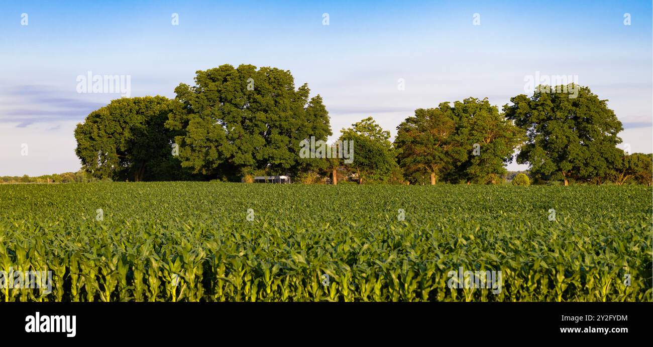 Crop harvest. Harvesting maize corn in autumn. Agricultural maize field ...