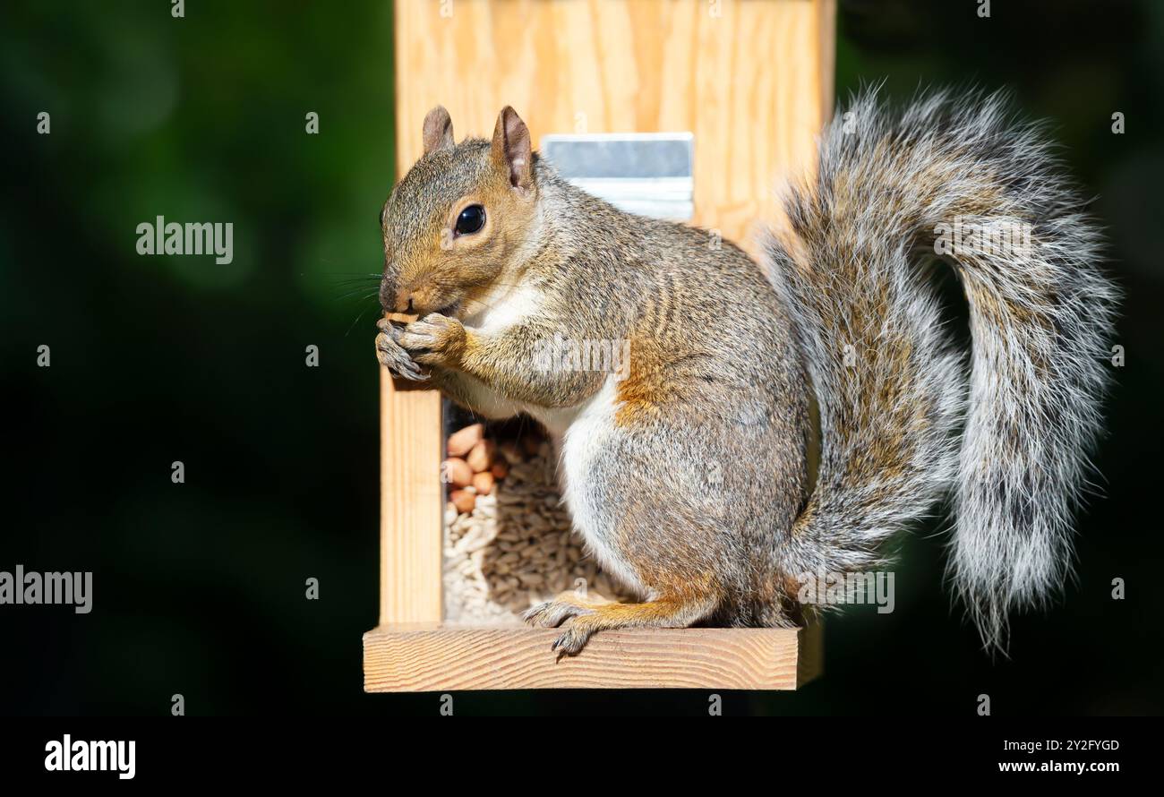 Portrait of a grey squirrel eating nut on a squirrel feeder, UK Stock ...