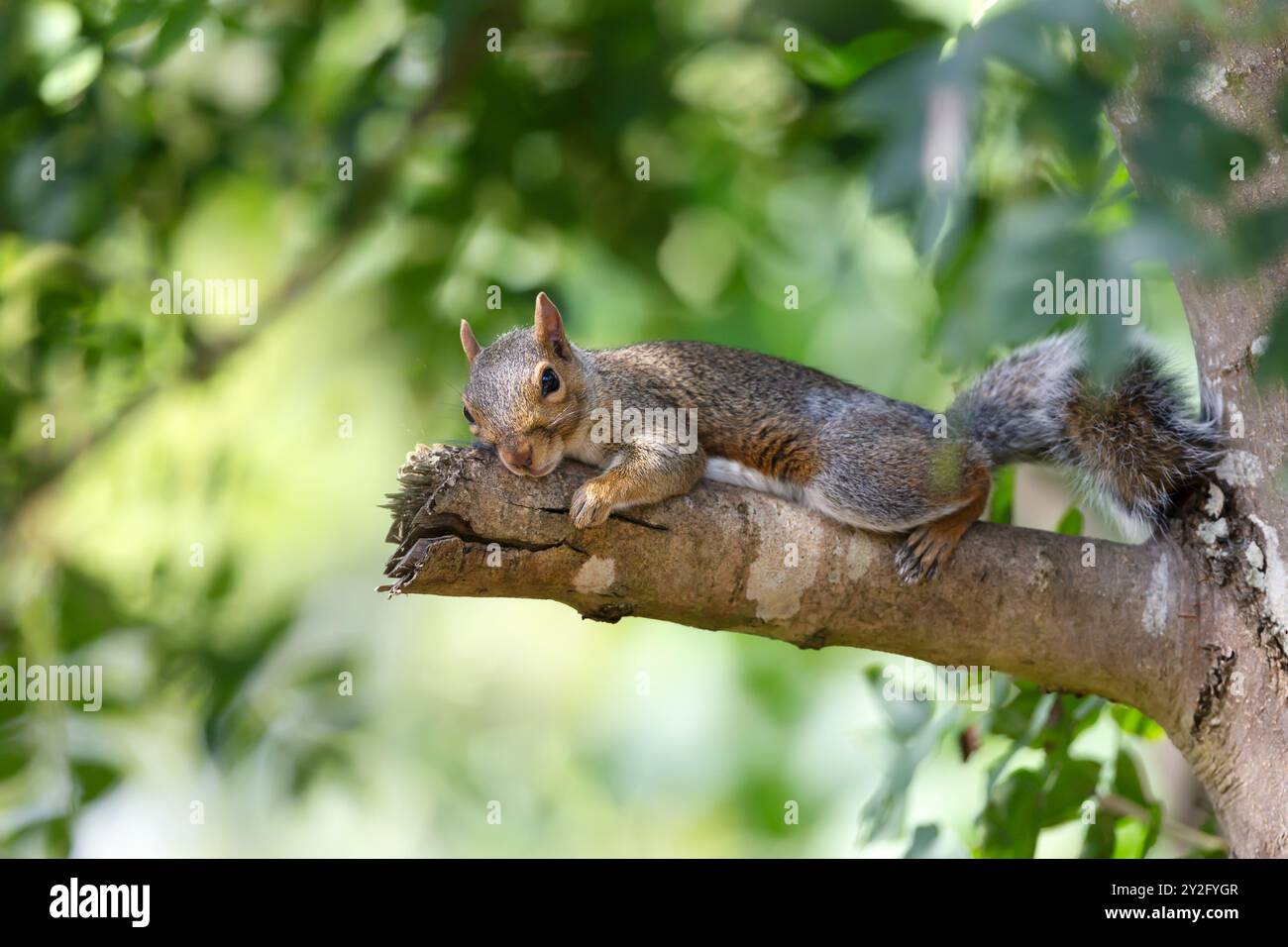 Portrait of a cute grey squirrel lying on a ash tree branch, UK Stock ...