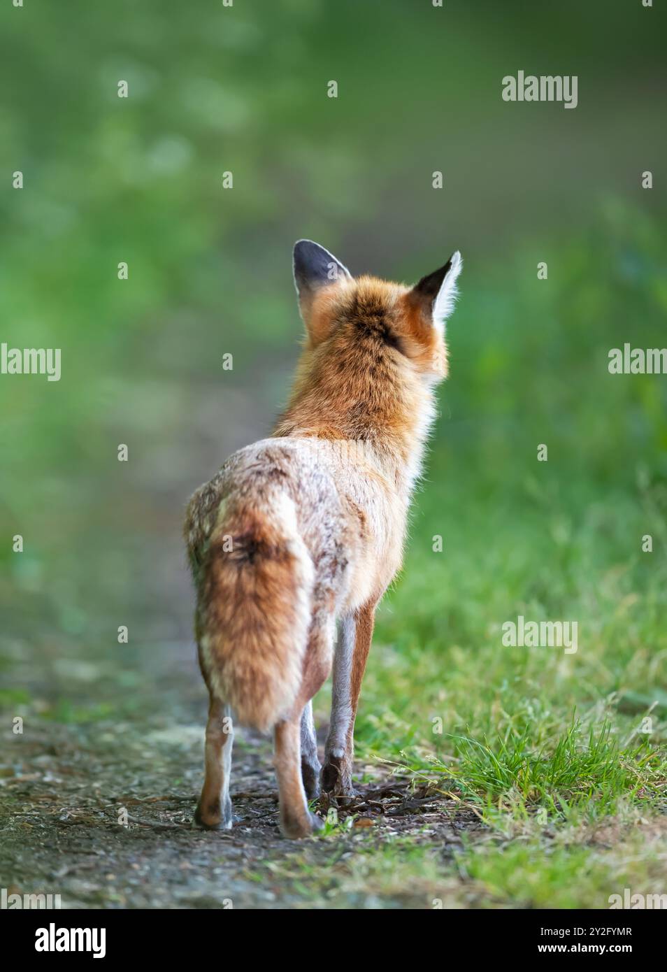 Spring forest mammal uk hi-res stock photography and images - Alamy