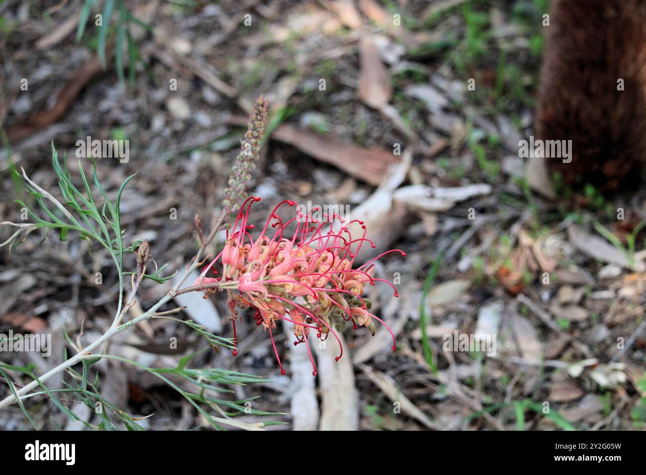 Stem of flowering Grevillea ‘Robyn Gordon’ in Australian native garden ...