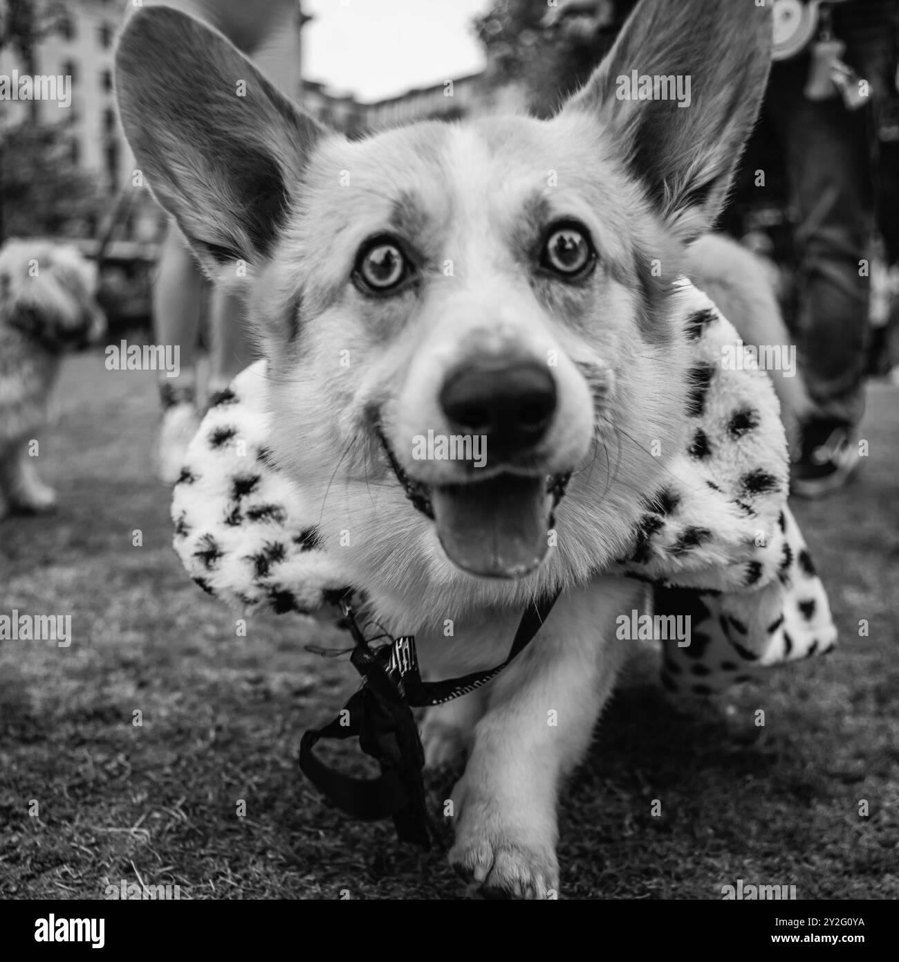 Puppy corgi Black and White Stock Photos & Images - Alamy