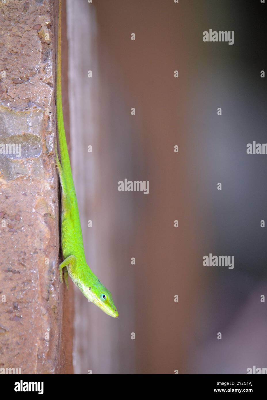 A green anole lizard, perched upside down on a brick wall, defending ...
