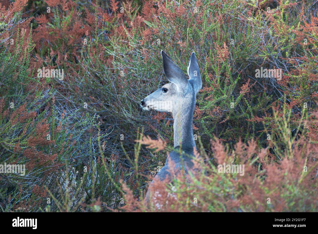 Mule deer warily watching at Rocky Peak Park near Simi Valley ...