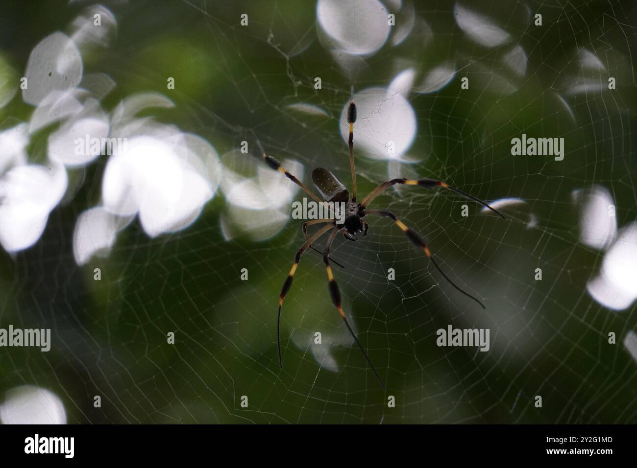 Golden silk spider in web Stock Photo - Alamy