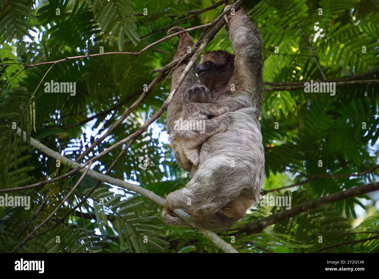 Luiaard mother and baby Stock Photo - Alamy