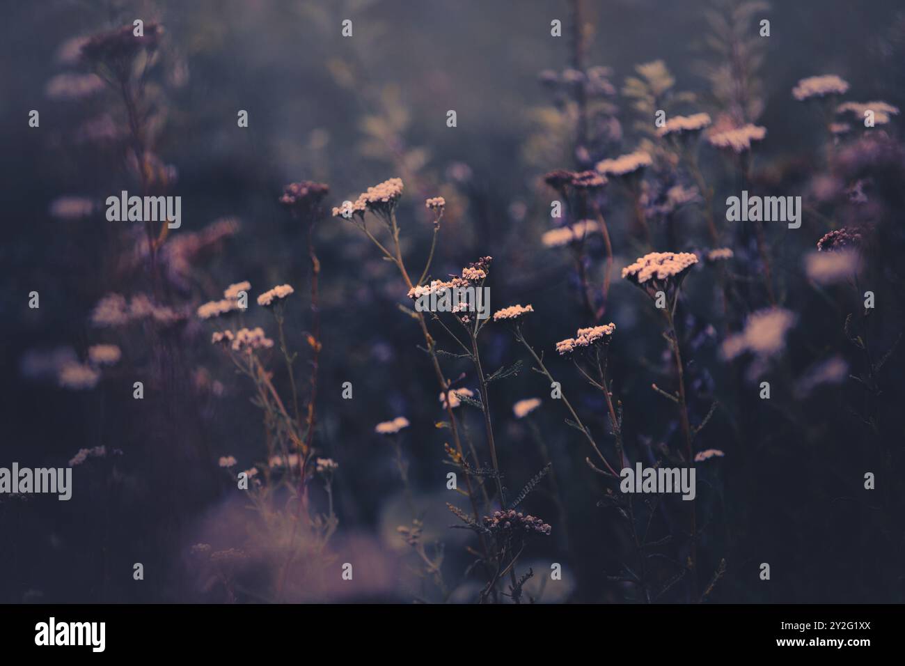 In the late summer evening, beautiful wildflowers bloom in a dark field ...