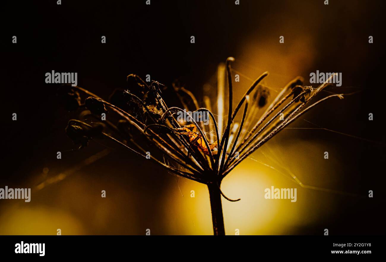 A spider sits on withered tall grass in the early autumn morning ...