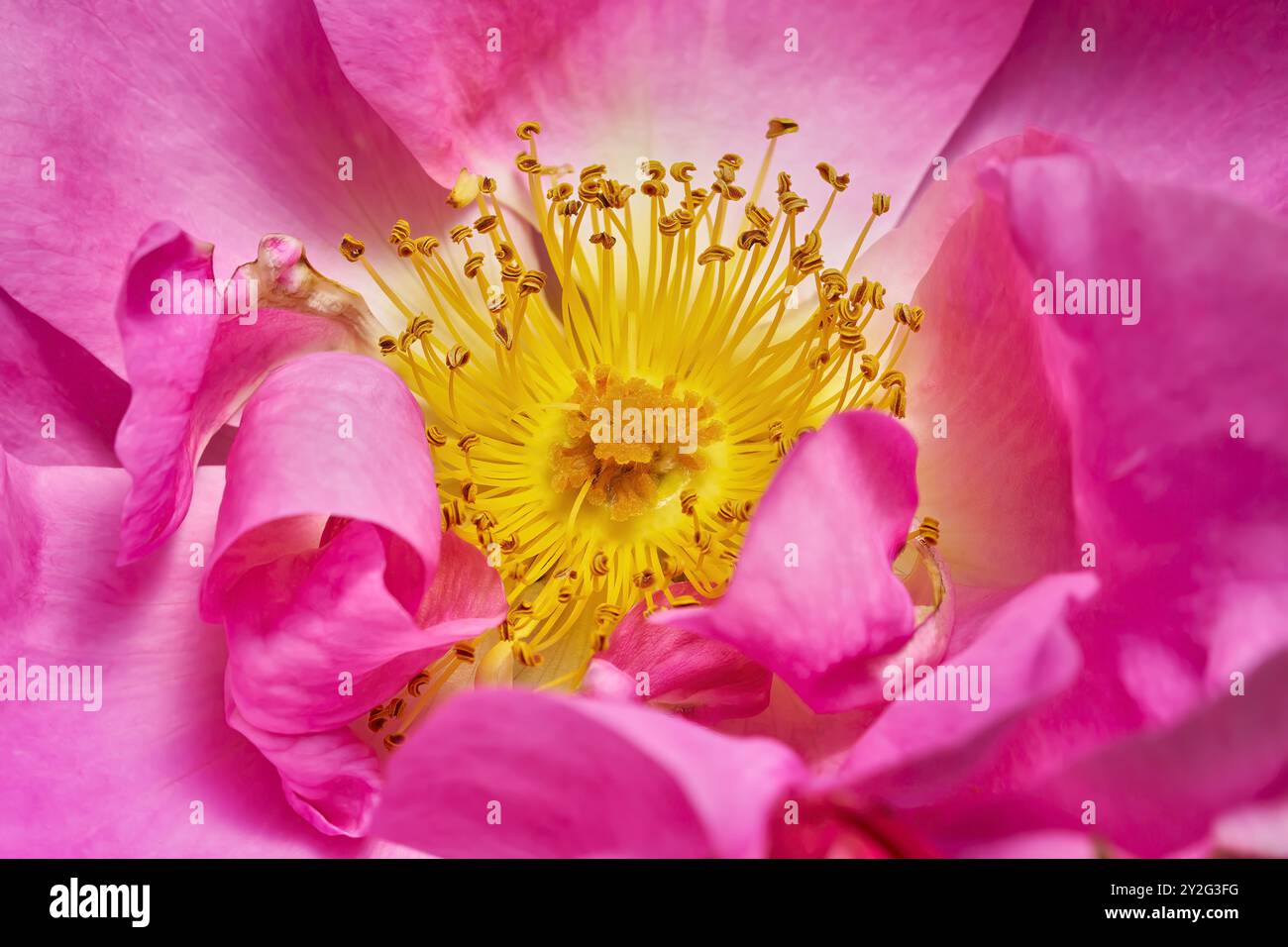 Dog rose (Rosa canina) macro of the yellow stamens in a pink flower ...