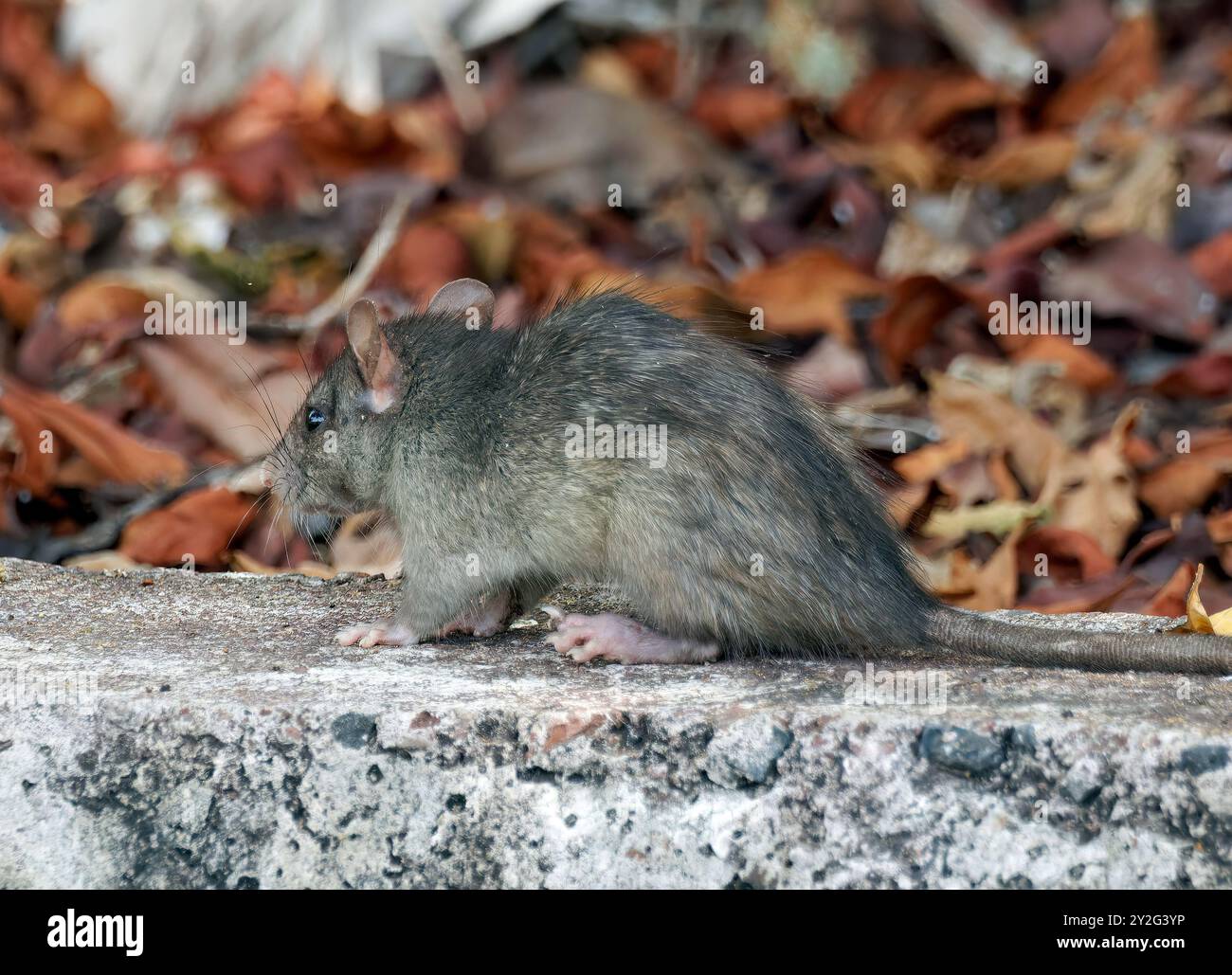 Black rat, roof rat, ship rat, house rat, Hausratte, Rat noir, Rattus ...