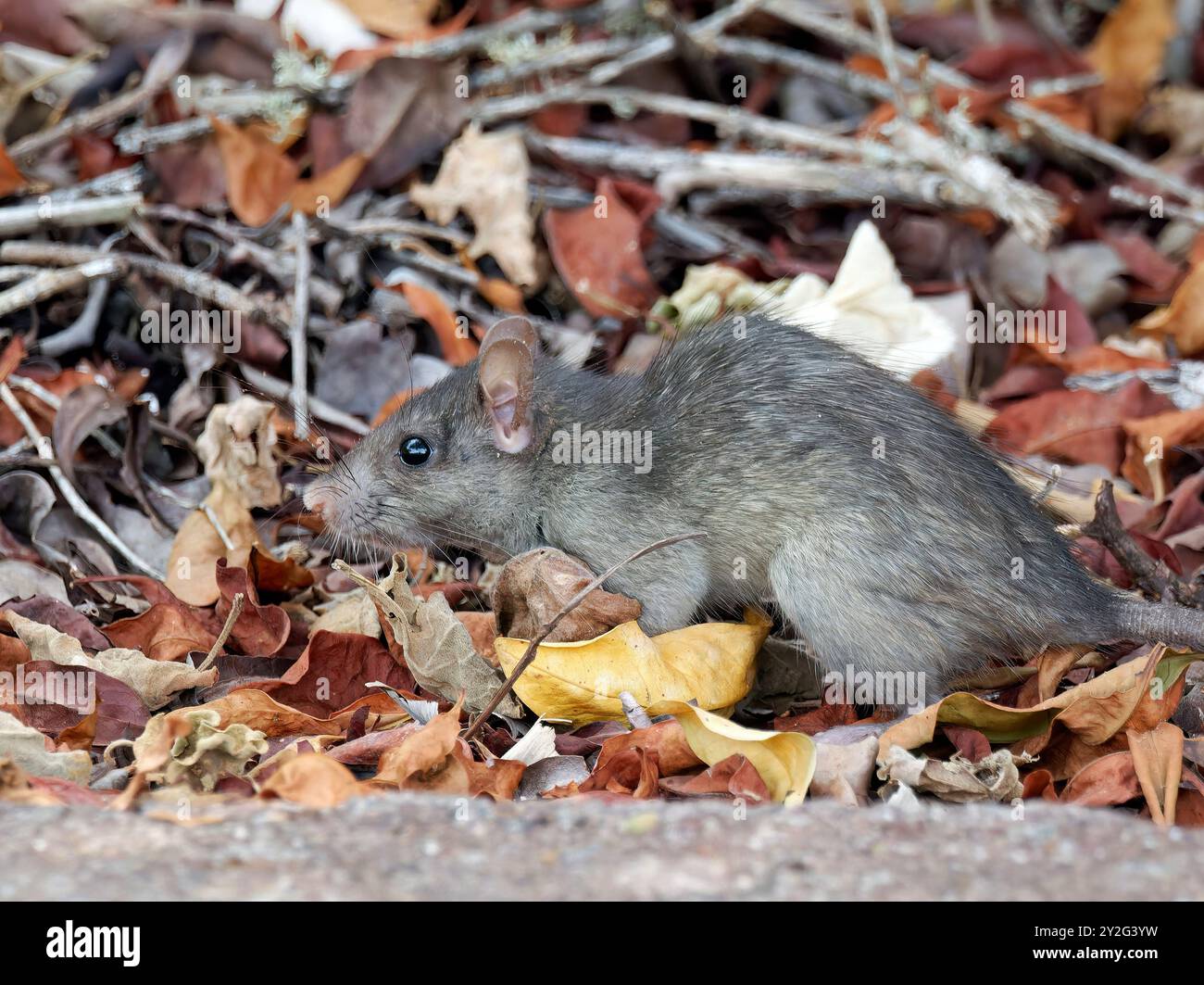 Black rat, roof rat, ship rat, house rat, Hausratte, Rat noir, Rattus ...