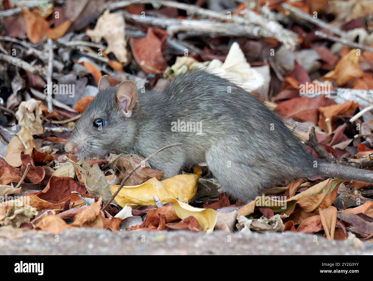 Black rat, roof rat, ship rat, house rat, Hausratte, Rat noir, Rattus ...