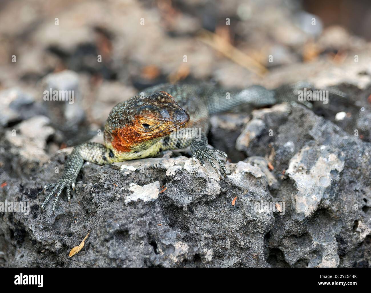 Galápagos Lava lizard - male, Microlophus albemarlensis, lávagyík ...