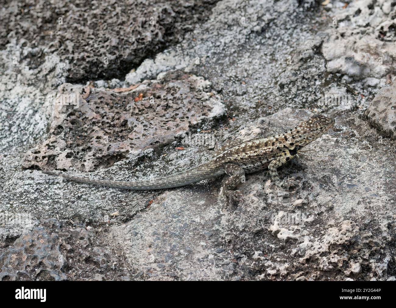 Galápagos Lava lizard - male, Microlophus albemarlensis, lávagyík ...