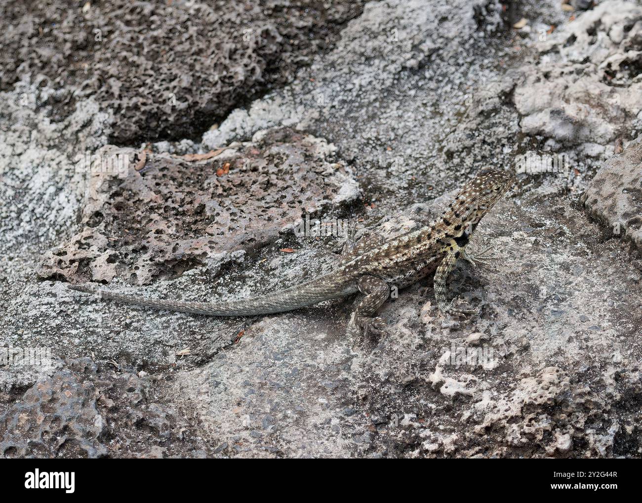 Galápagos Lava lizard - male, Microlophus albemarlensis, lávagyík ...
