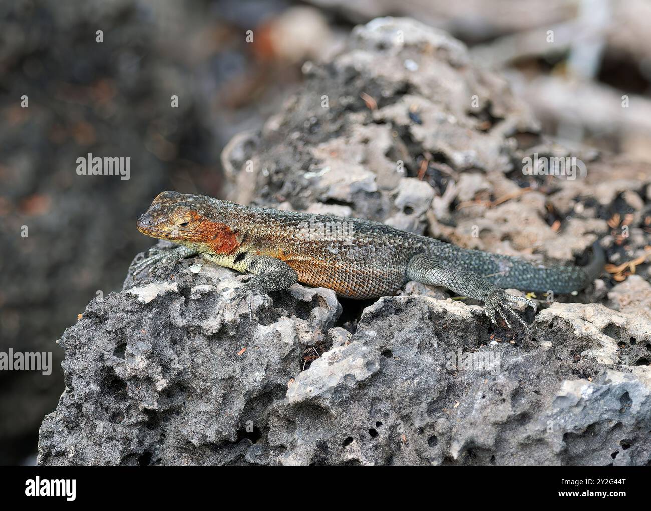 Galápagos Lava lizard - male, Microlophus albemarlensis, lávagyík ...