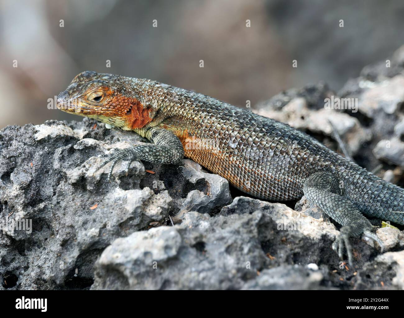 Galápagos Lava lizard - male, Microlophus albemarlensis, lávagyík ...