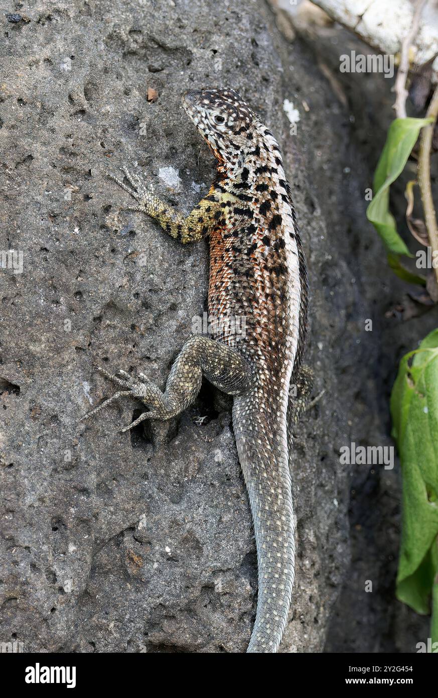 Galápagos Lava lizard - male, Microlophus albemarlensis, lávagyík ...