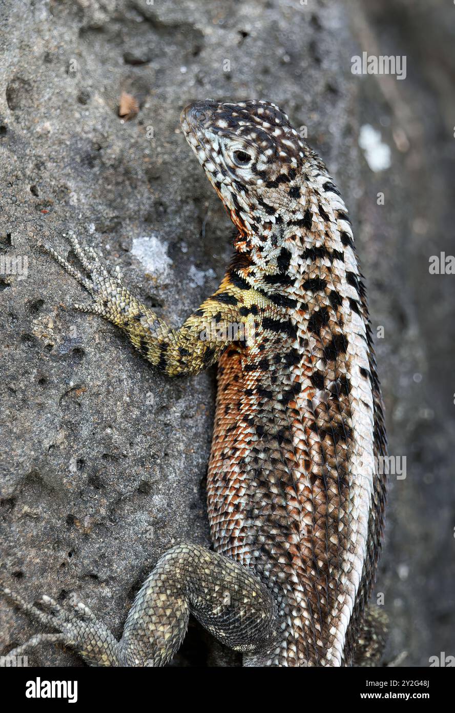 Galápagos Lava lizard - male, Microlophus albemarlensis, lávagyík ...