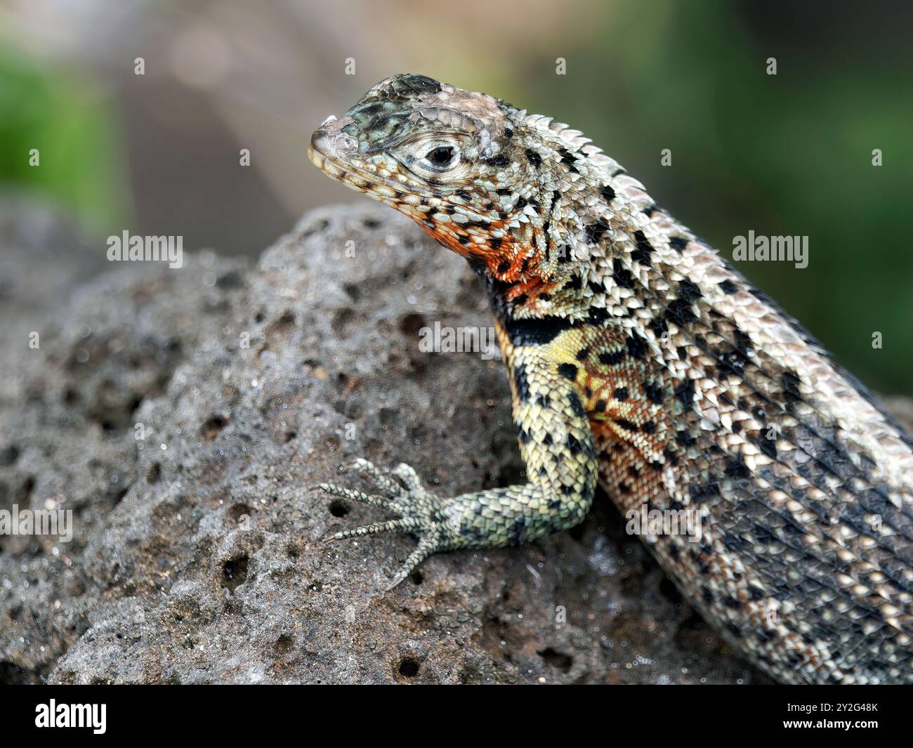 Galápagos Lava lizard - male, Microlophus albemarlensis, lávagyík ...