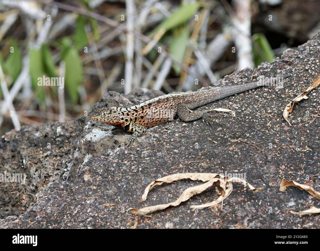 Galápagos Lava lizard - male, Microlophus albemarlensis, lávagyík ...