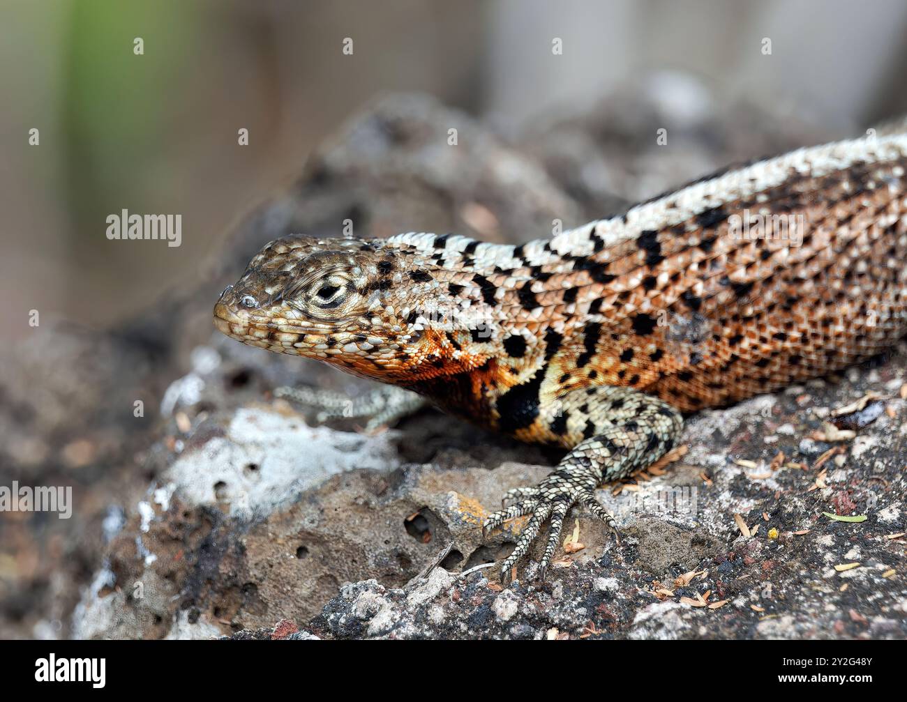 Galápagos Lava lizard - male, Microlophus albemarlensis, lávagyík ...