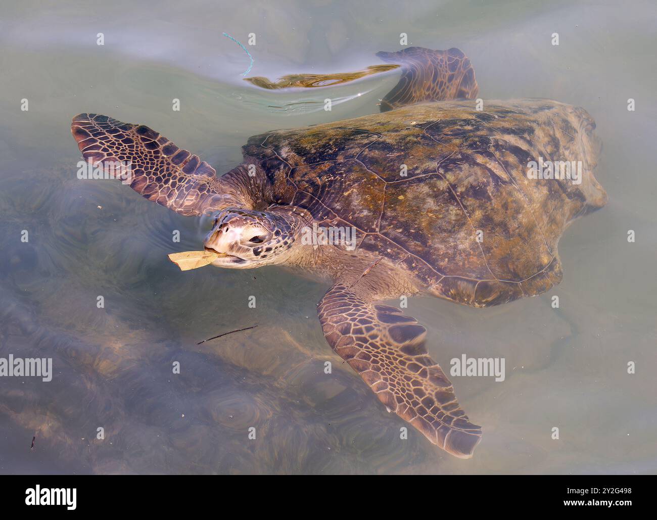 Green sea turtle, Grüne Meeresschildkröte, Tortue verte, Chelonia mydas ...