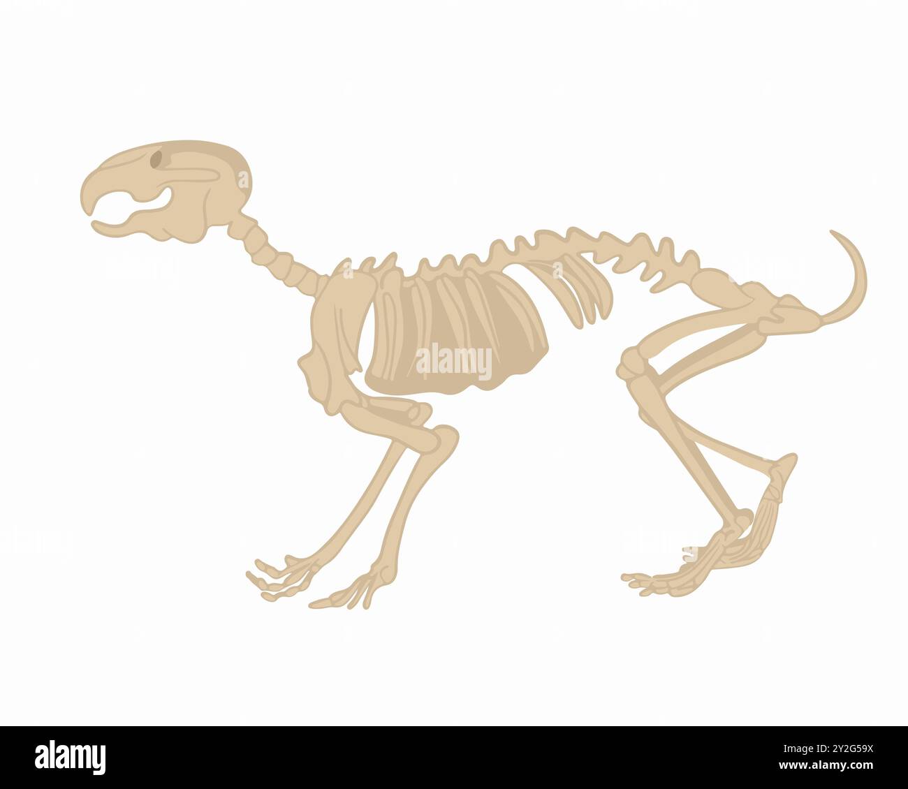Vector isolated illustration of a rabbit skeleton on a white background ...