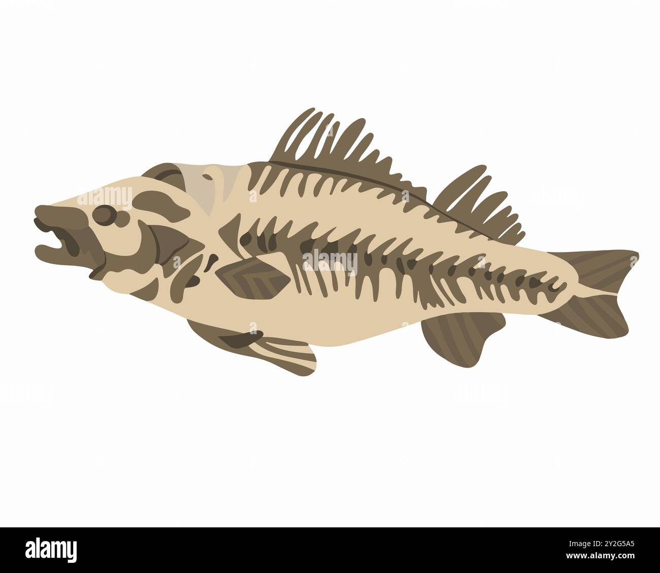 Vector isolated illustration of a perch skeleton Stock Vector Image ...