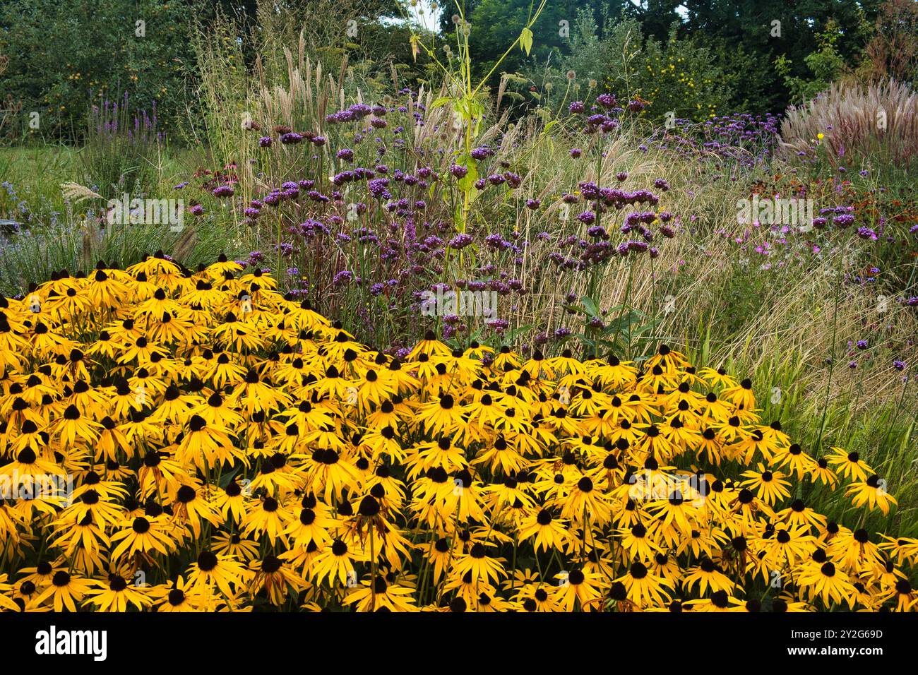 Rudbeckia fulgida (orange coneflower or perennial coneflower), Verbena ...
