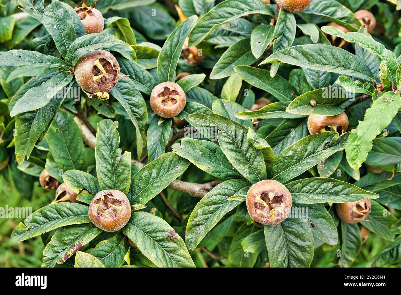 Close-up of fruits and leaves of common medlar (Mespilus germanica ...