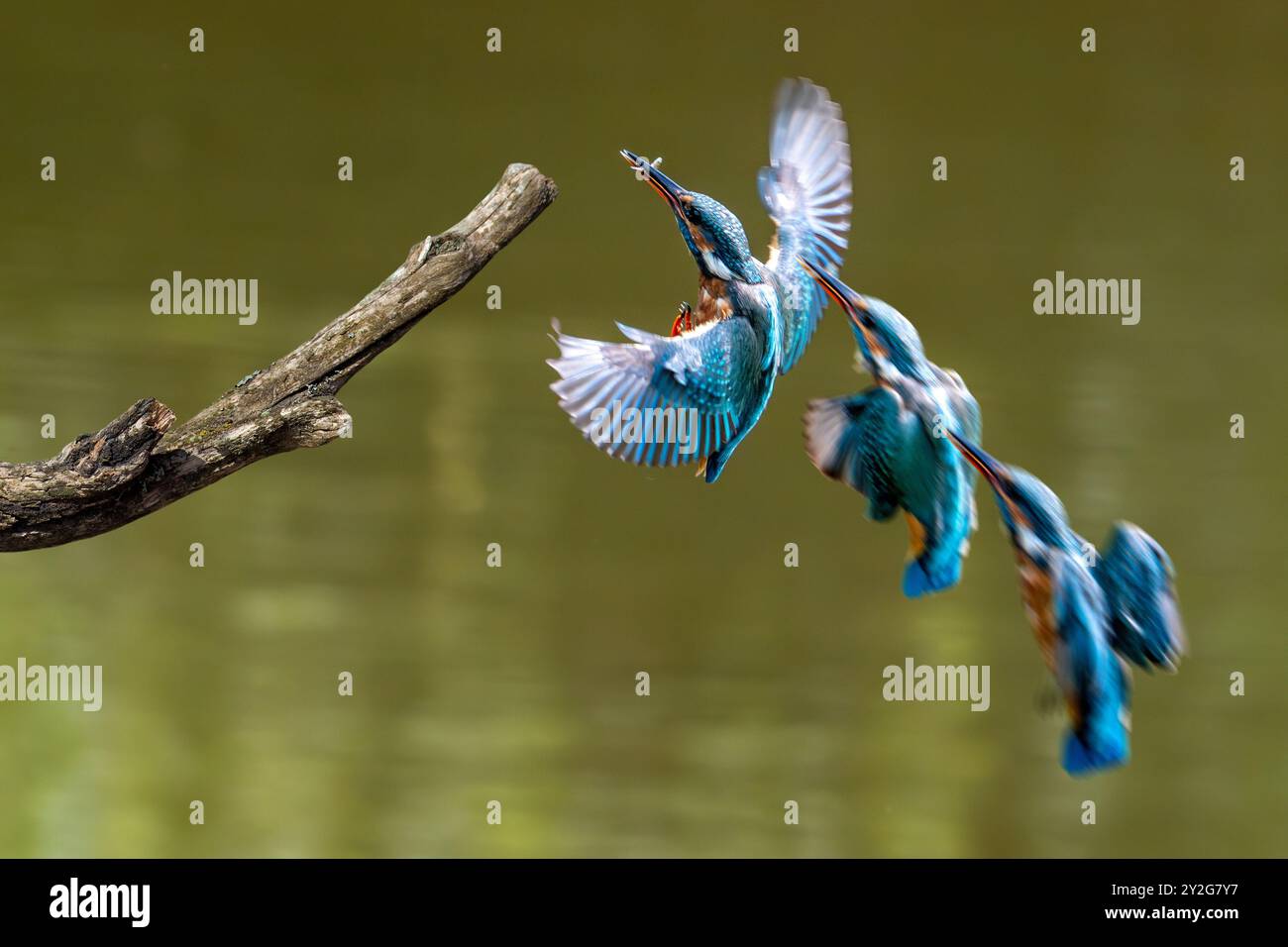 Sequence of common kingfisher (Alcedo atthis) female with caught fish ...