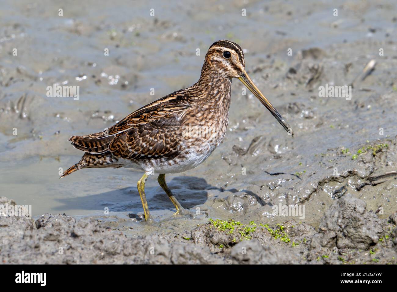 Common snipe (Gallinago gallinago) foraging in shallow water by probing ...