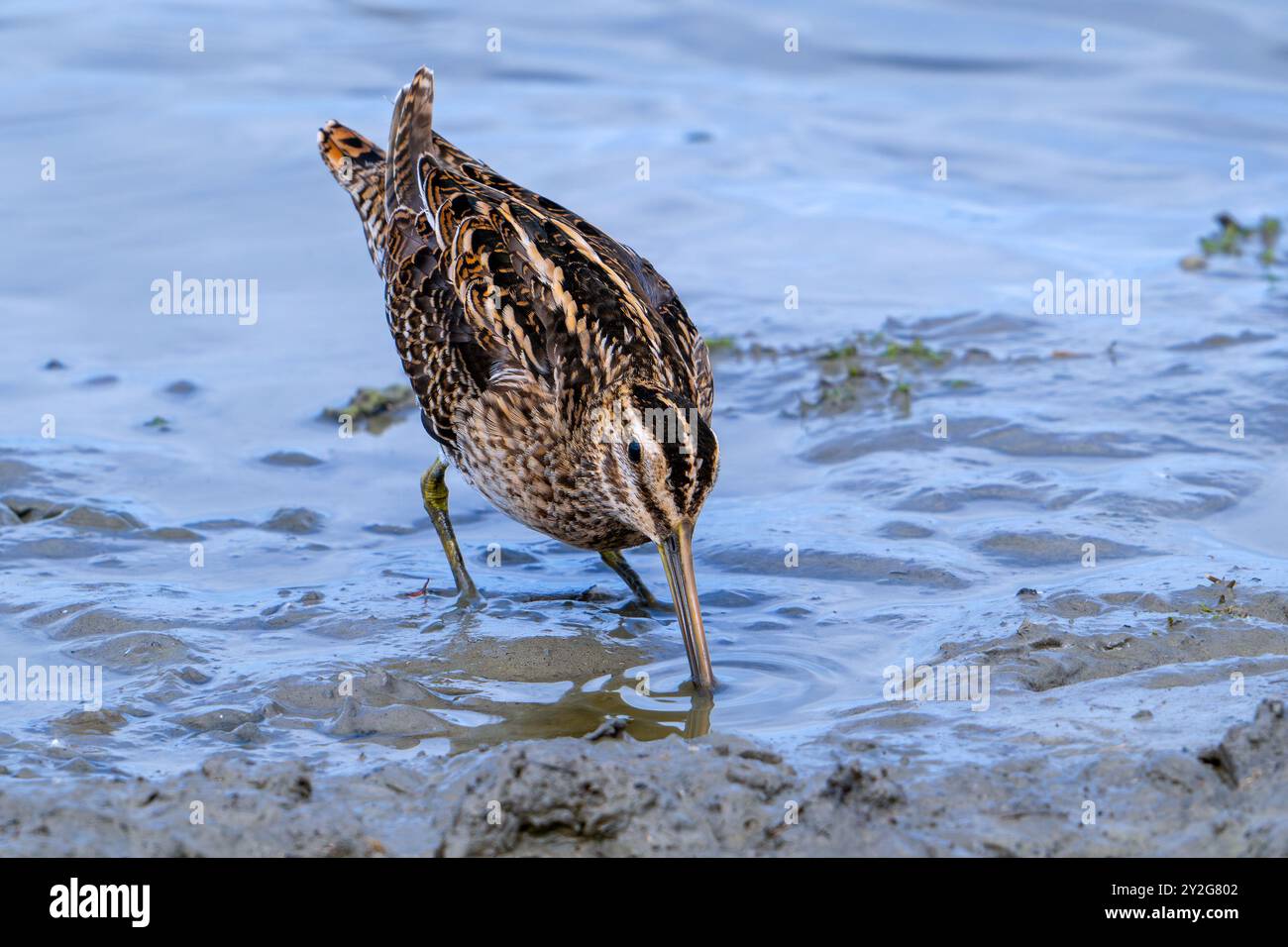 Common snipe (Gallinago gallinago) foraging in shallow water by probing ...