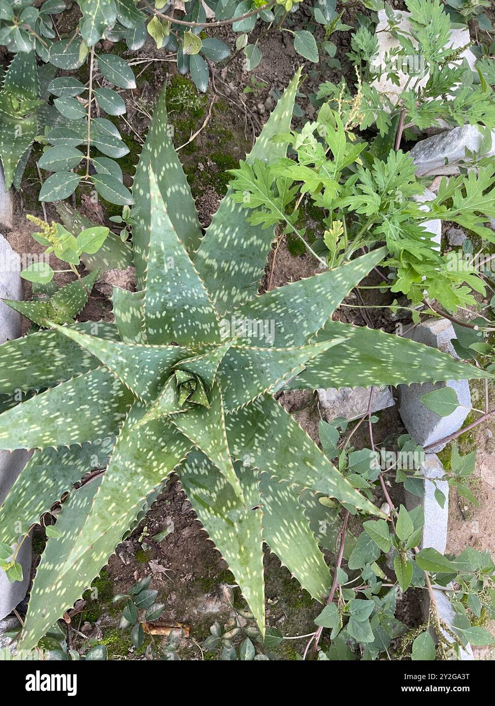 Aloe vera plant with thick, fleshy green leaves and serrated edges ...