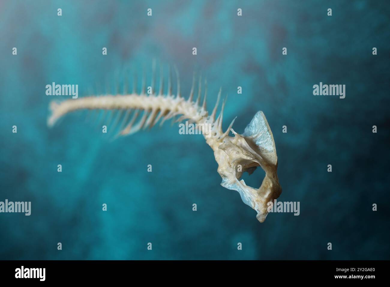 A Gilt-Head Bream axial skeleton on a beautiful deep blue-green (teal ...