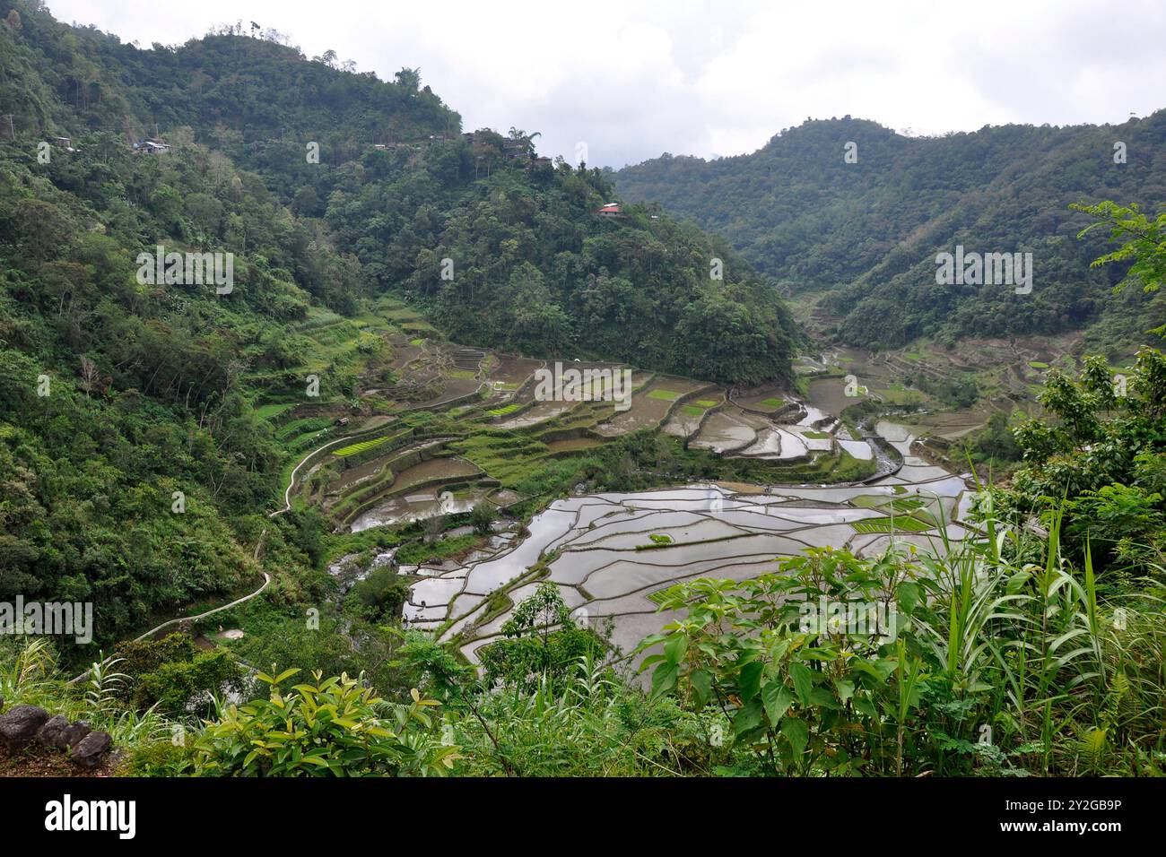 Philippines. Banaue rice fields Stock Photo - Alamy