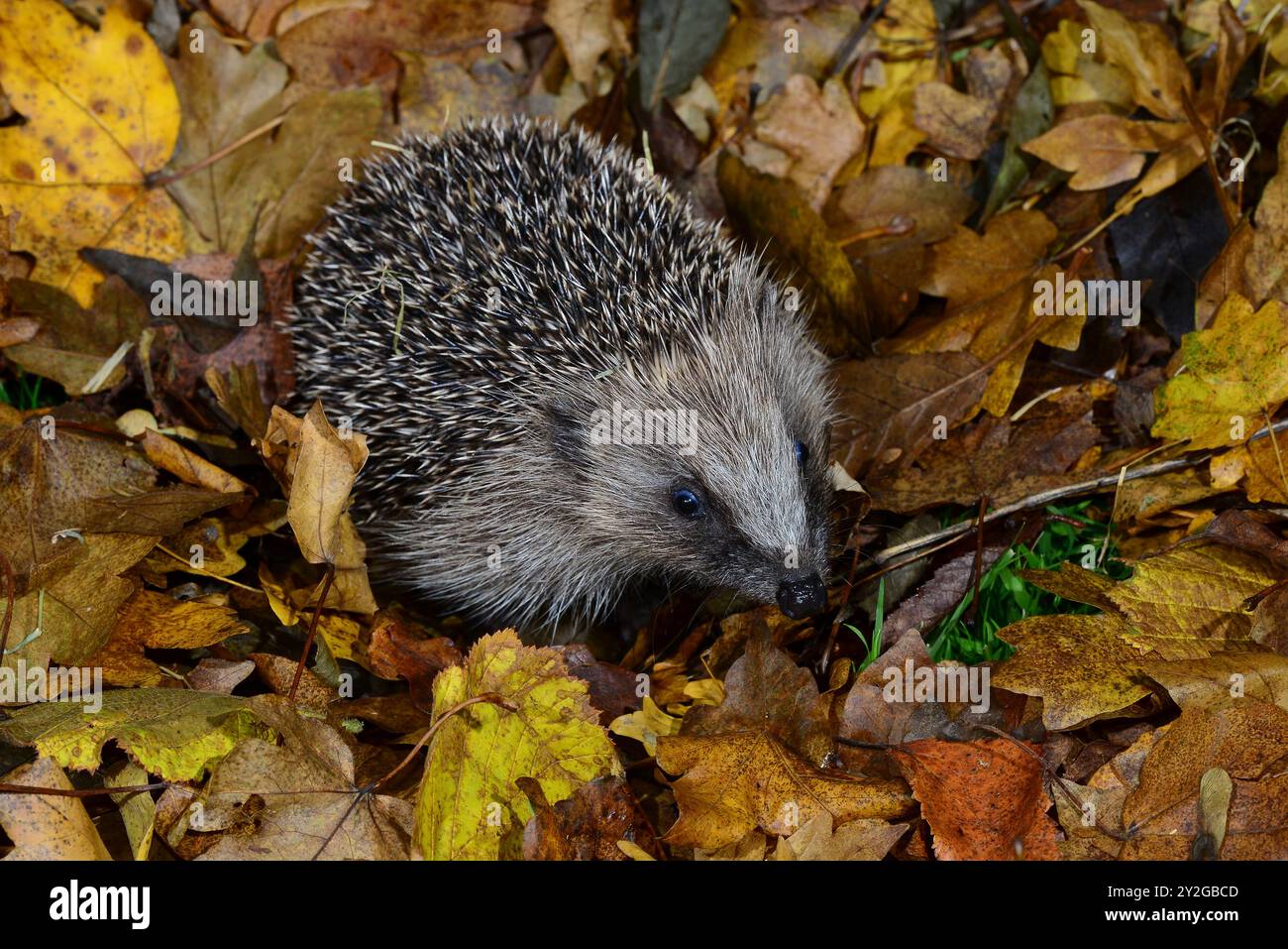 Hog foraging hi-res stock photography and images - Alamy