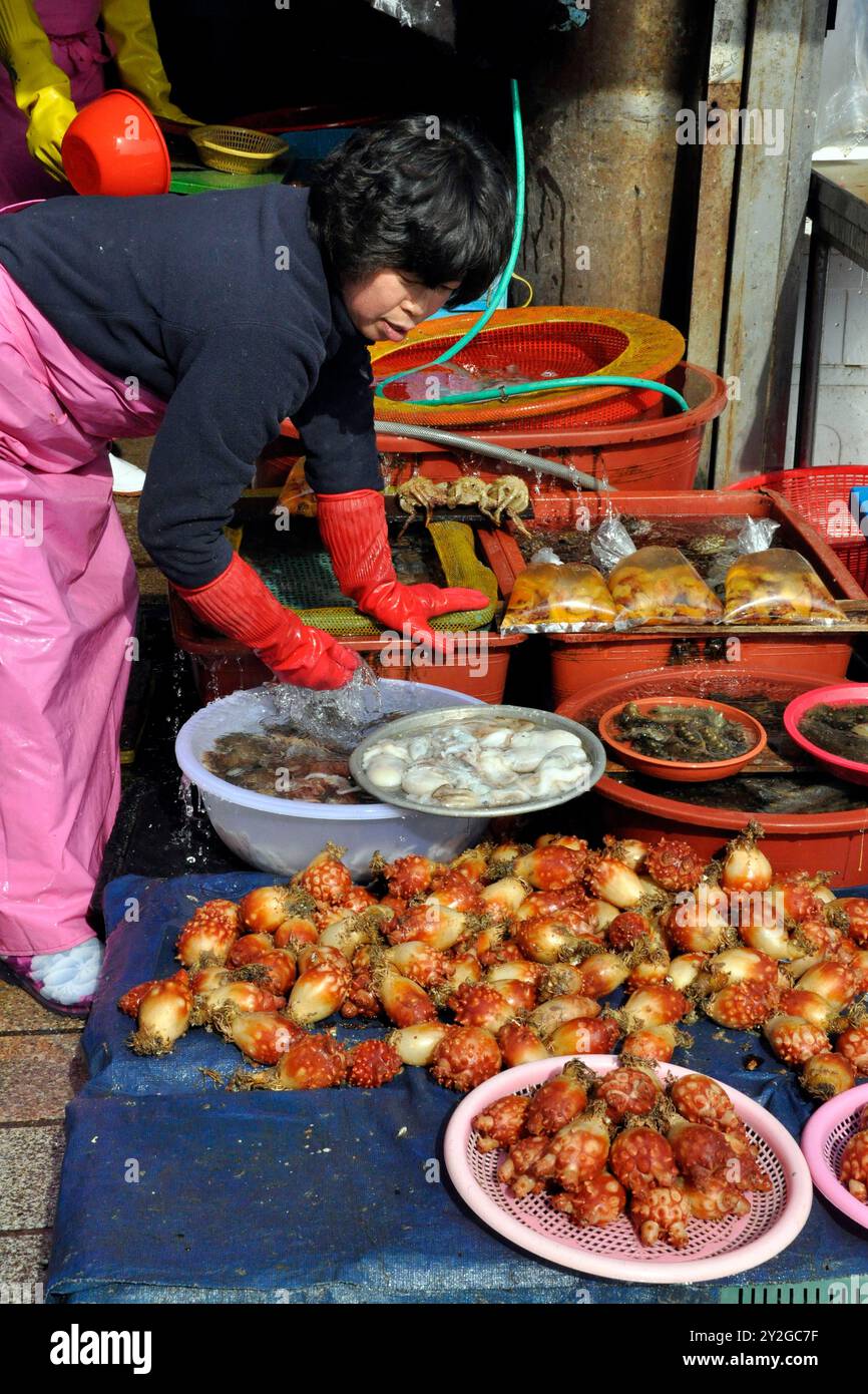South Korea. Busan. fish market Stock Photo - Alamy