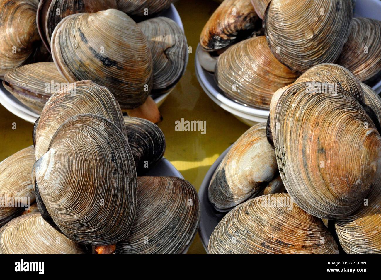 South Korea. Busan. fish market Stock Photo - Alamy