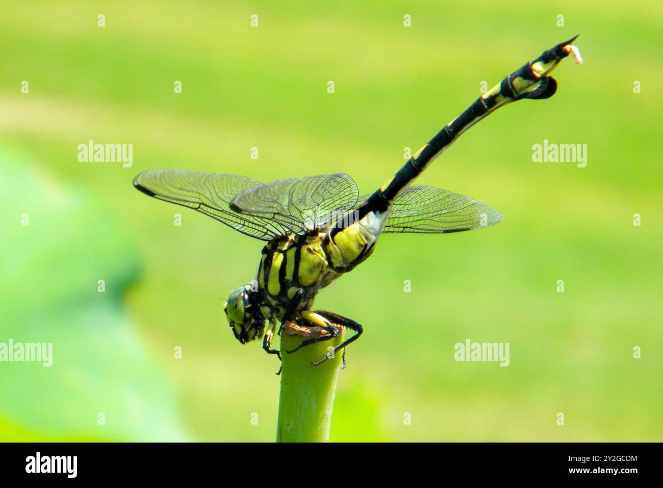 Dragonfly. Okayama. Japan Stock Photo - Alamy