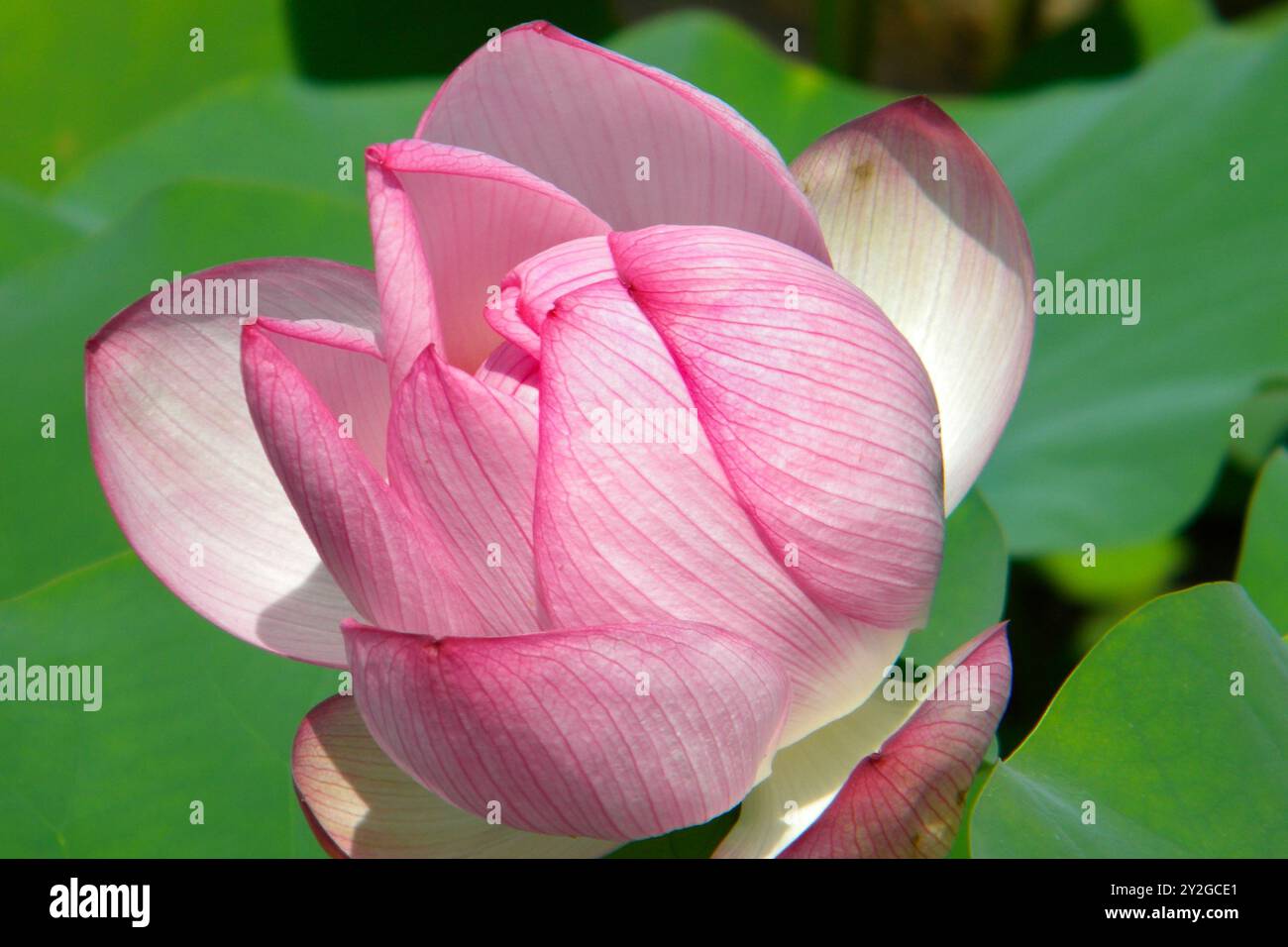 Lotus flower. Okayama. Japan Stock Photo - Alamy