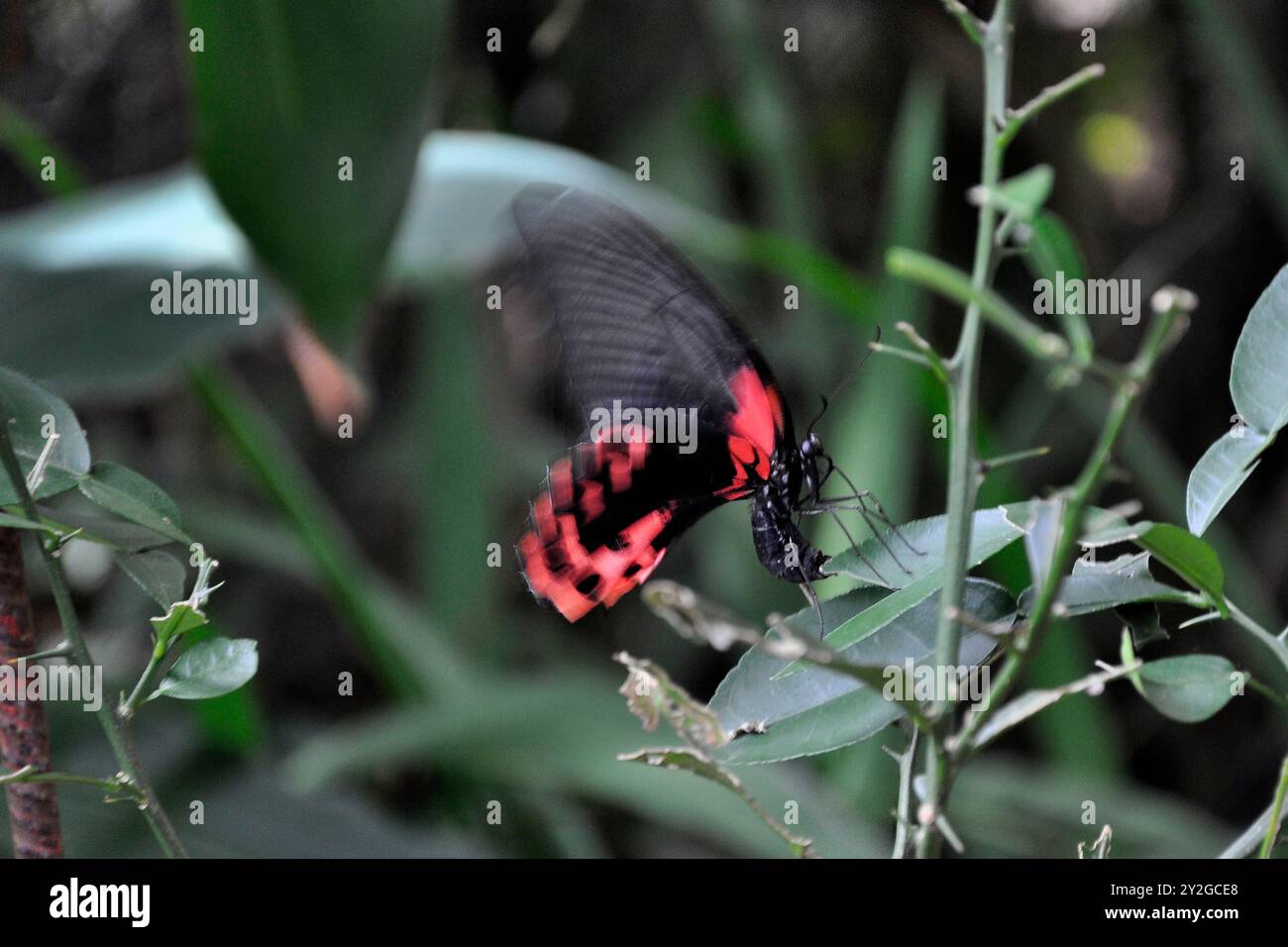 Philippines. Visayas Island. butterfly Stock Photo - Alamy