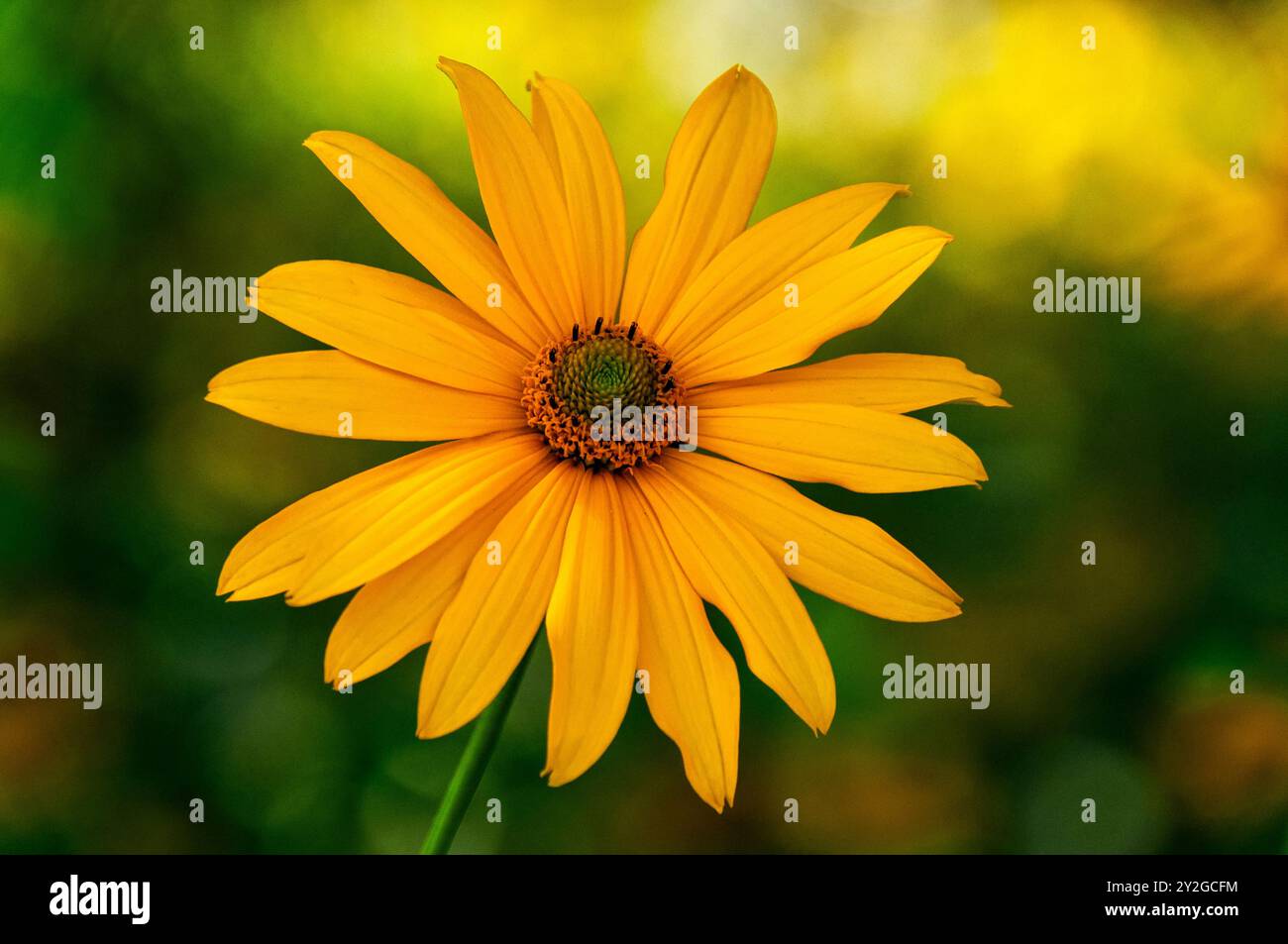Most Beautiful Flower In Bangladesh Stock Photo - Alamy