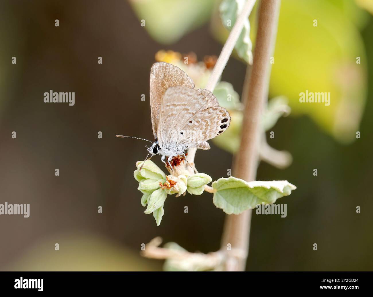 Ramon Blue, Hemiargus ramon, boglárkalepke, Santa Cruz Island ...