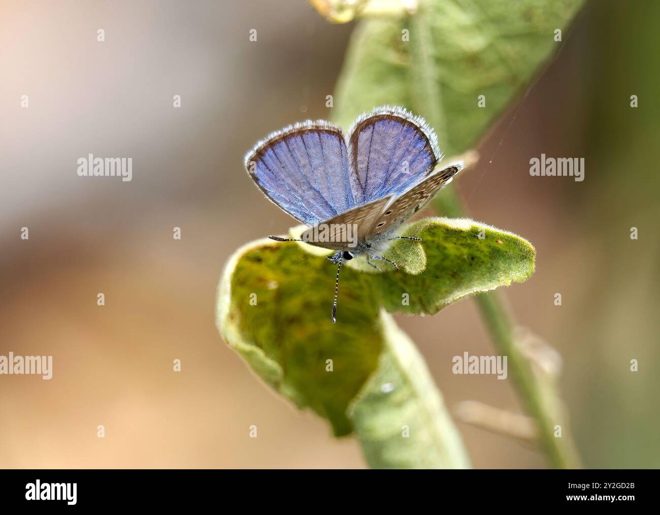 Ramon Blue, Hemiargus ramon, boglárkalepke, Santa Cruz Island ...