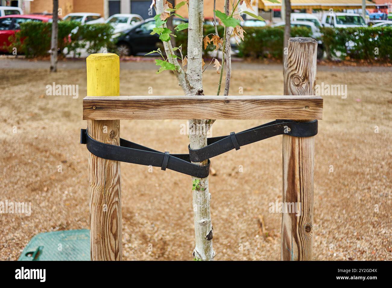 Urban gardening method with stakes and straps to support the straight ...